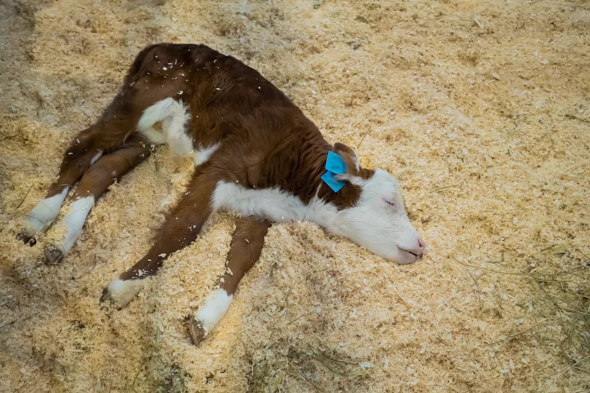 How to Create a Sick Calf Care Plan | Farmers Hot Line