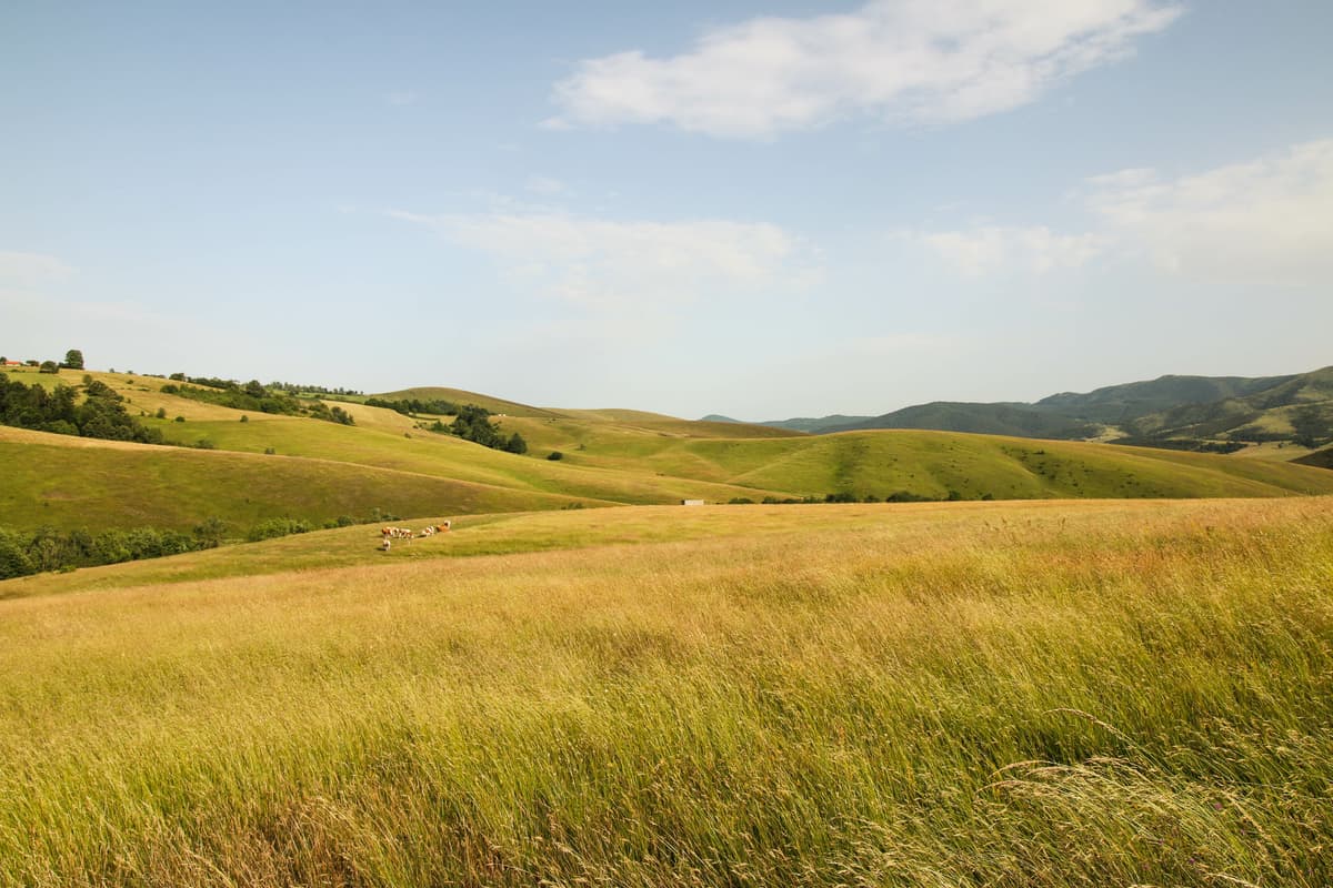 The Importance of Pasture Condition Scoring | Farmers Hot Line