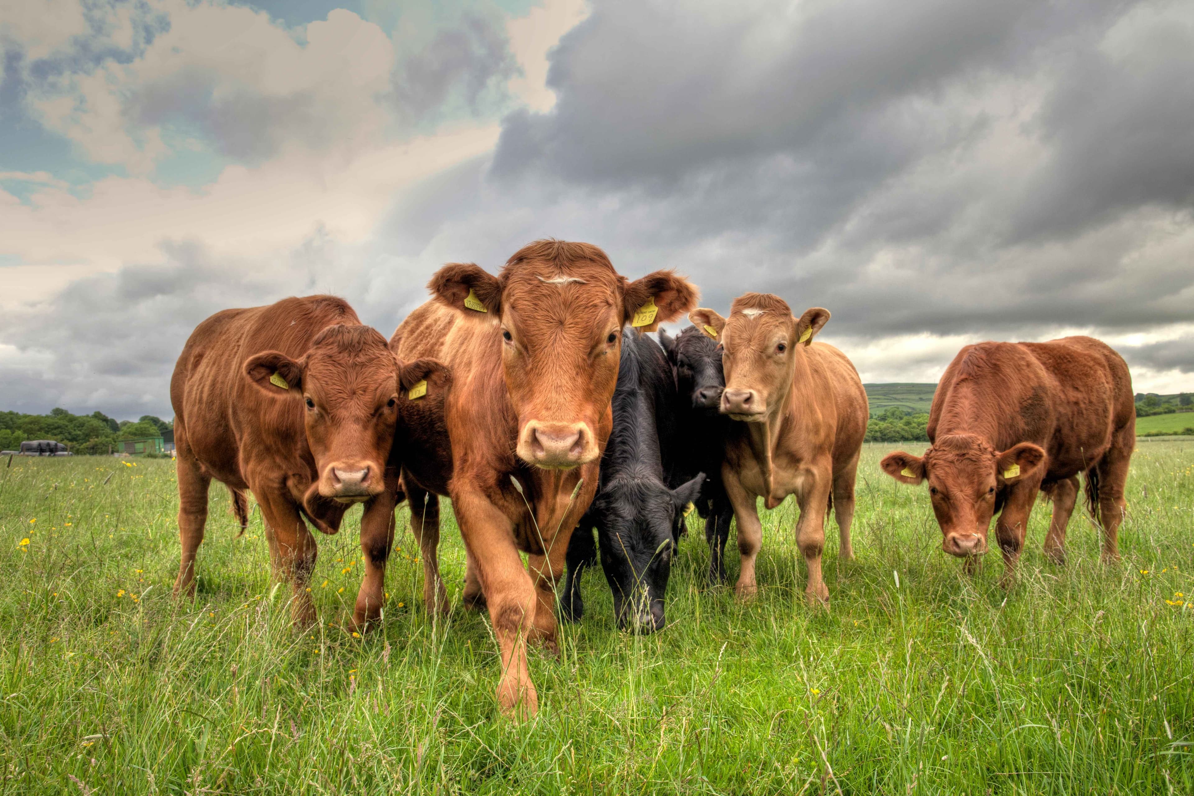 Zoetis Divests Medicated Feed Additive Portfolio to Phibro Animal ...